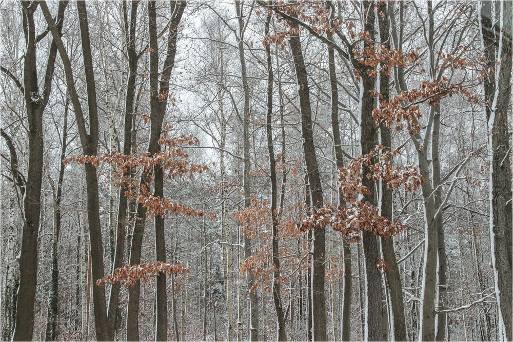 Verzaubert Foto & Bild | wald, bäume, winter Bilder auf fotocommunity