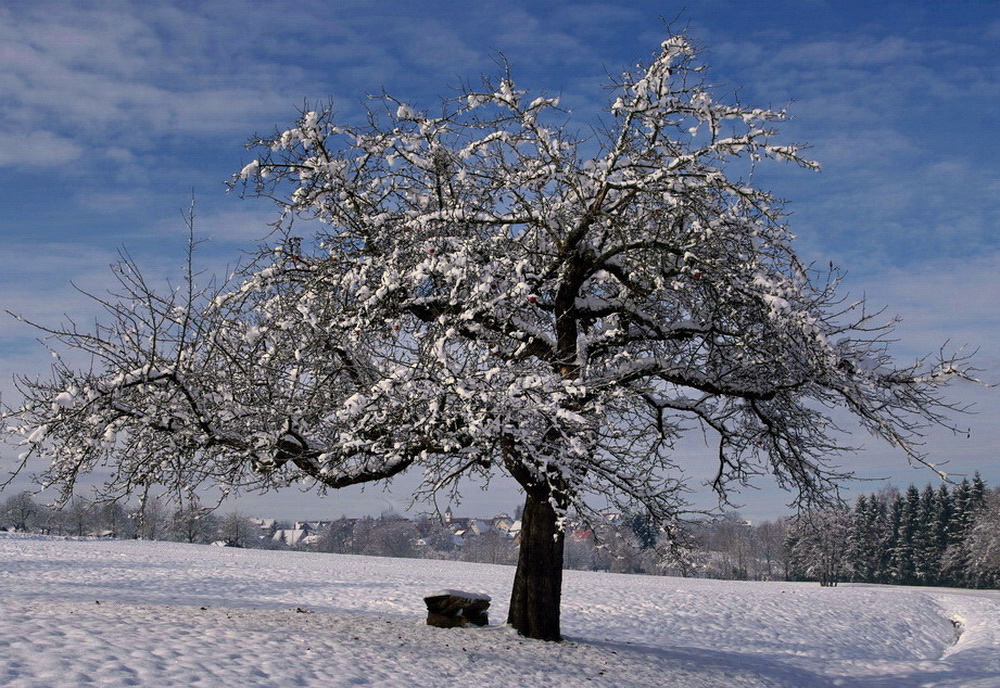 Verzauberter Apfelbaum Foto & Bild | jahreszeiten, winter, natur Bilder ...