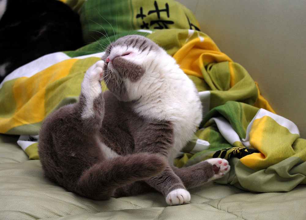 verzogen und verbogen :) Foto & Bild | tiere, haustiere, katzen Bilder ...