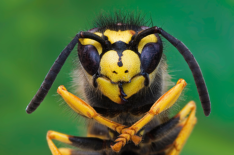 Vespa Foto % Immagini| macro e close up, macro di insetti, macro Foto ...