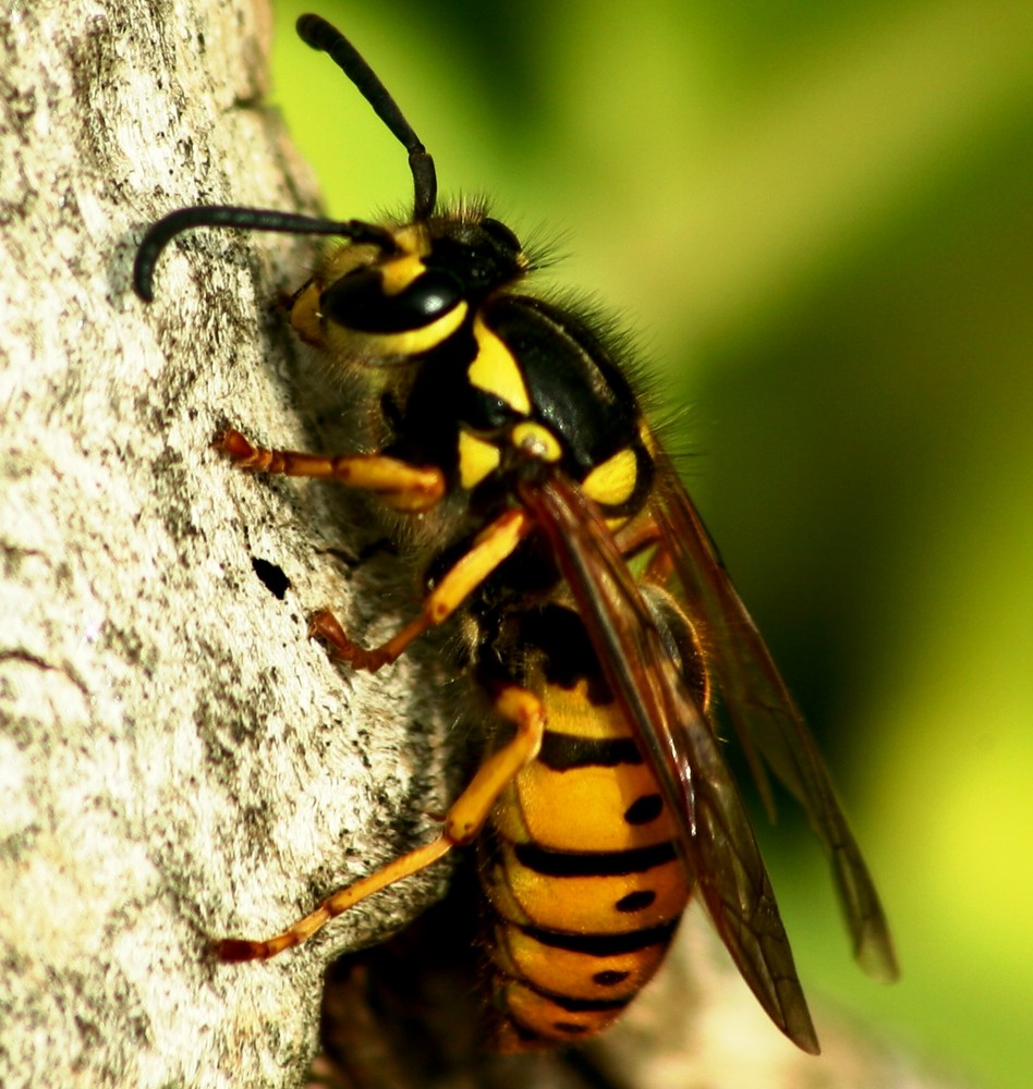 Vespa Foto % Immagini| macro e close up, macro di insetti, natura Foto ...