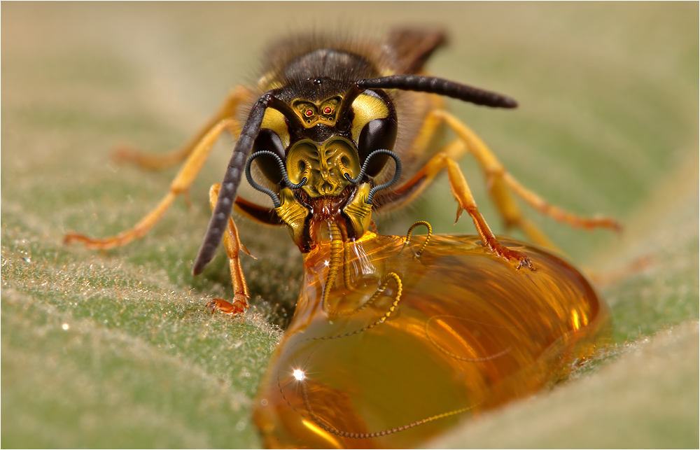Vespa Vulgaris Tentaculis Foto & Bild | tiere, wildlife, insekten ...