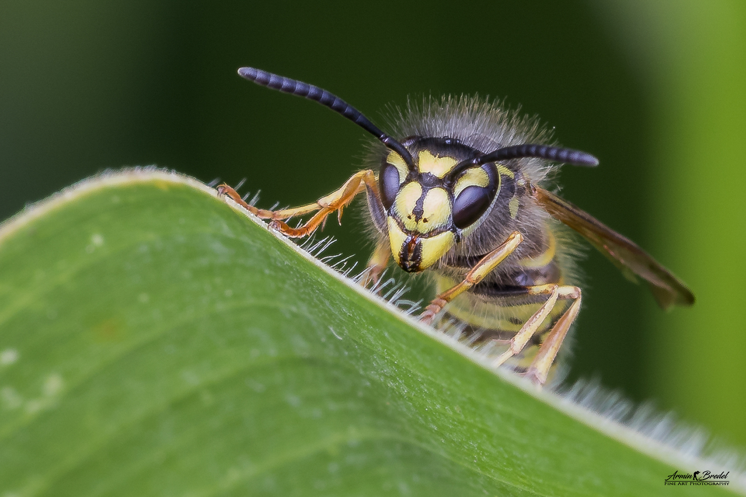 Vespinae Foto & Bild | nah- & makro, tiere, wildlife Bilder auf ...