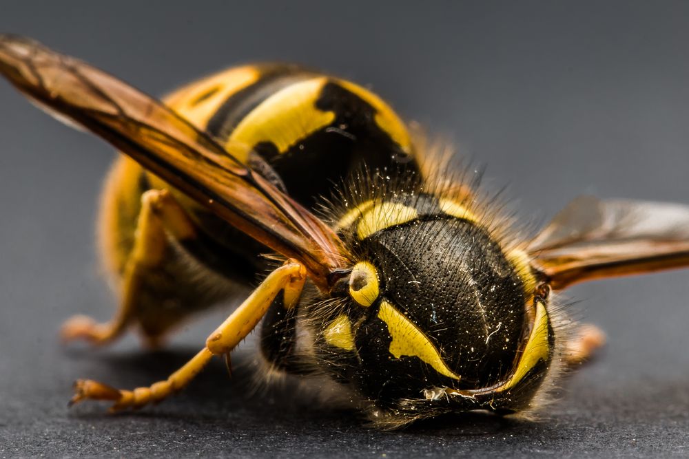 Vespula | Picture Inside - Photography von Alois Eckl