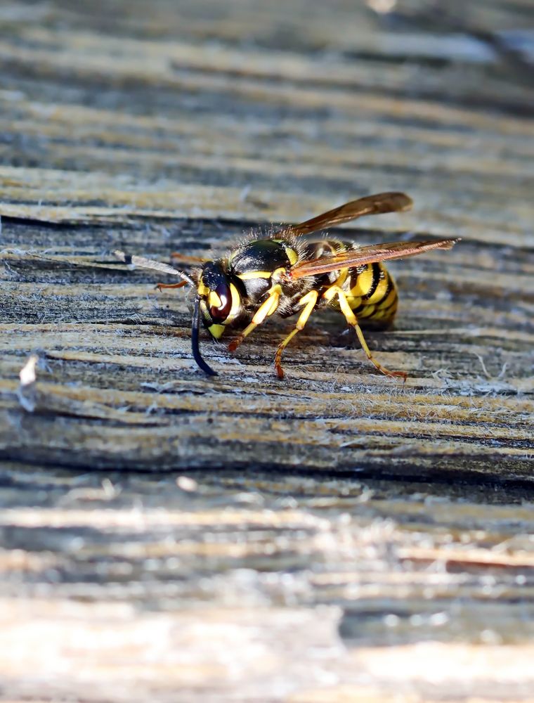 Vespula germanica Foto & Bild | natur, insekten, tiere Bilder auf ...
