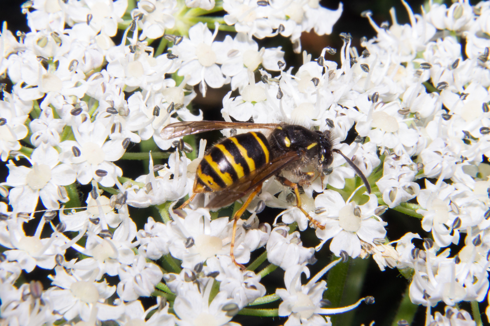 Vespula vulgaris Foto & Bild | Bilder auf fotocommunity