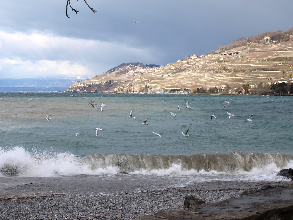 Vevey am Genfer See - Teil 2 Foto & Bild | landschaft, meer & strand ...