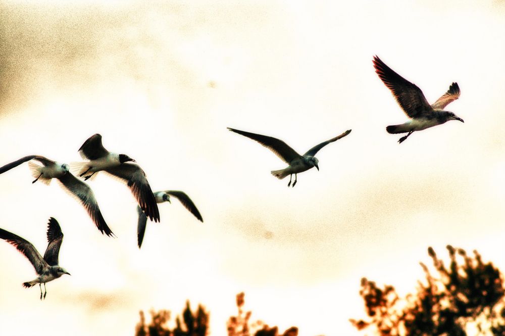 Viaje a Veracruz Imagen & Foto | animales, aves, naturaleza Fotos de ...