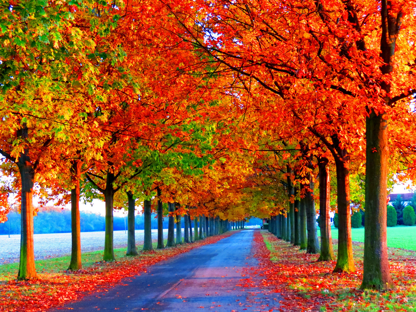 viale d'autunno Foto % Immagini| paesaggi, boschi e foreste, natura ...