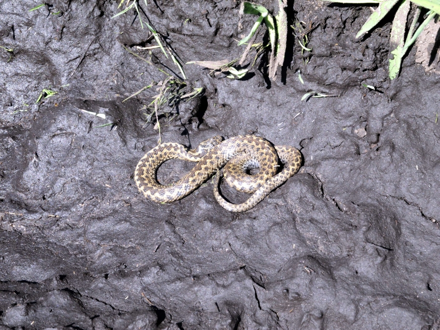 Víbora de Seoane Imagen & Foto | animales, naturaleza, fauna Fotos de ...