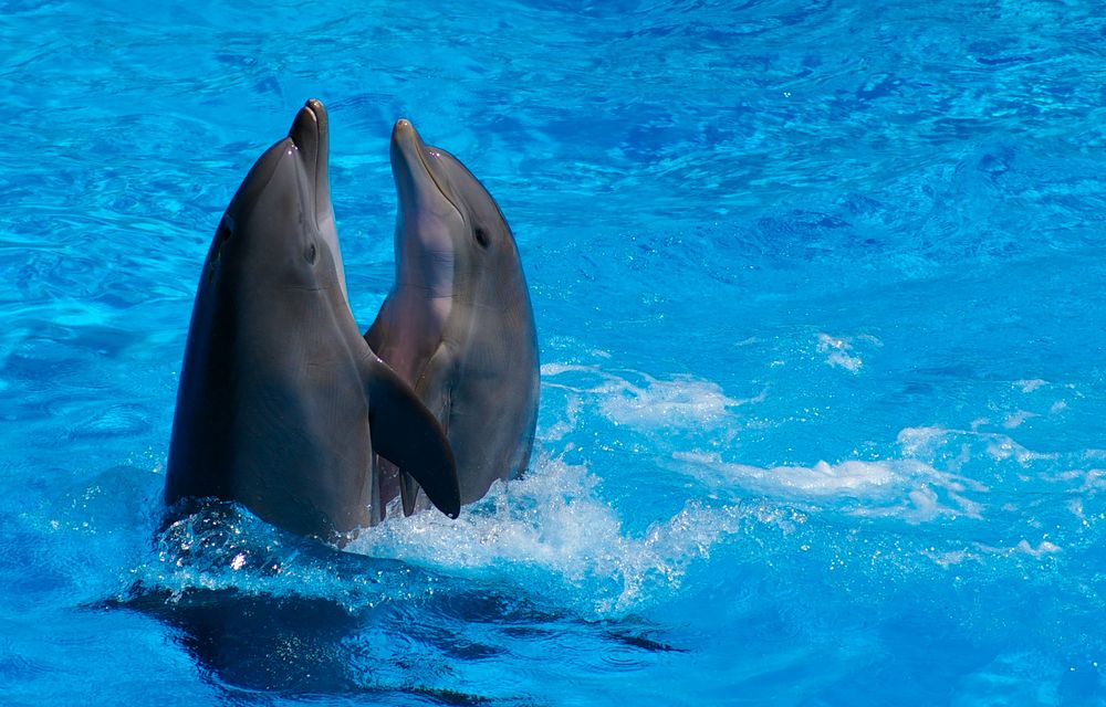 vicini ....vicini.... Foto % Immagini| animali, zoo e allevamenti ...
