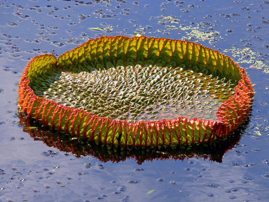 Victoria Regia Foto & Bild | natur-kreativ, aufnahmetechniken, natur ...