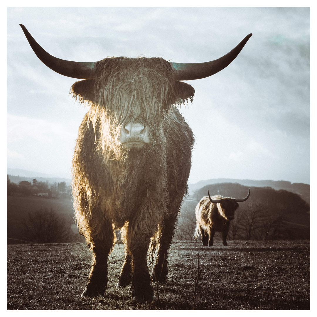 Viech Foto & Bild | tiere, haustiere, nutztiere Bilder auf fotocommunity