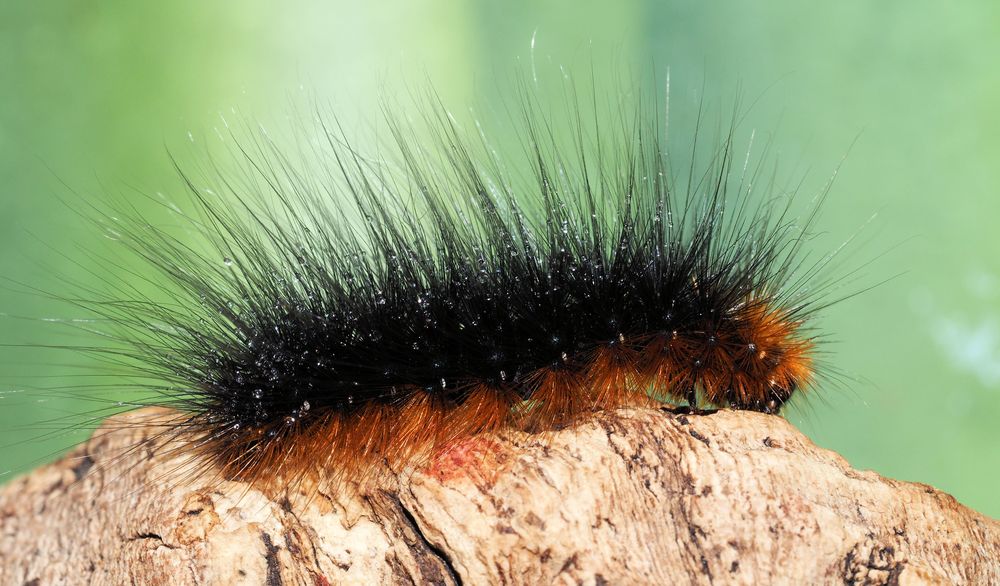 Viel Fell... Foto & Bild | tiere, haustiere, terraristik Bilder auf ...