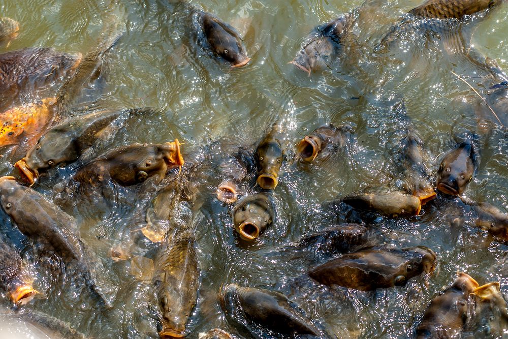 Viel Fisch ! Foto & Bild | natur, zoo, tiere Bilder auf fotocommunity