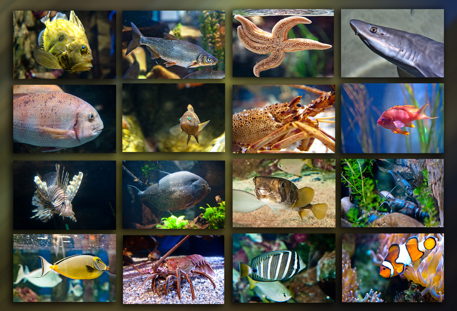 Viel Fisch ..... Foto & Bild | tiere, zoo, wildpark & falknerei, zoo ...