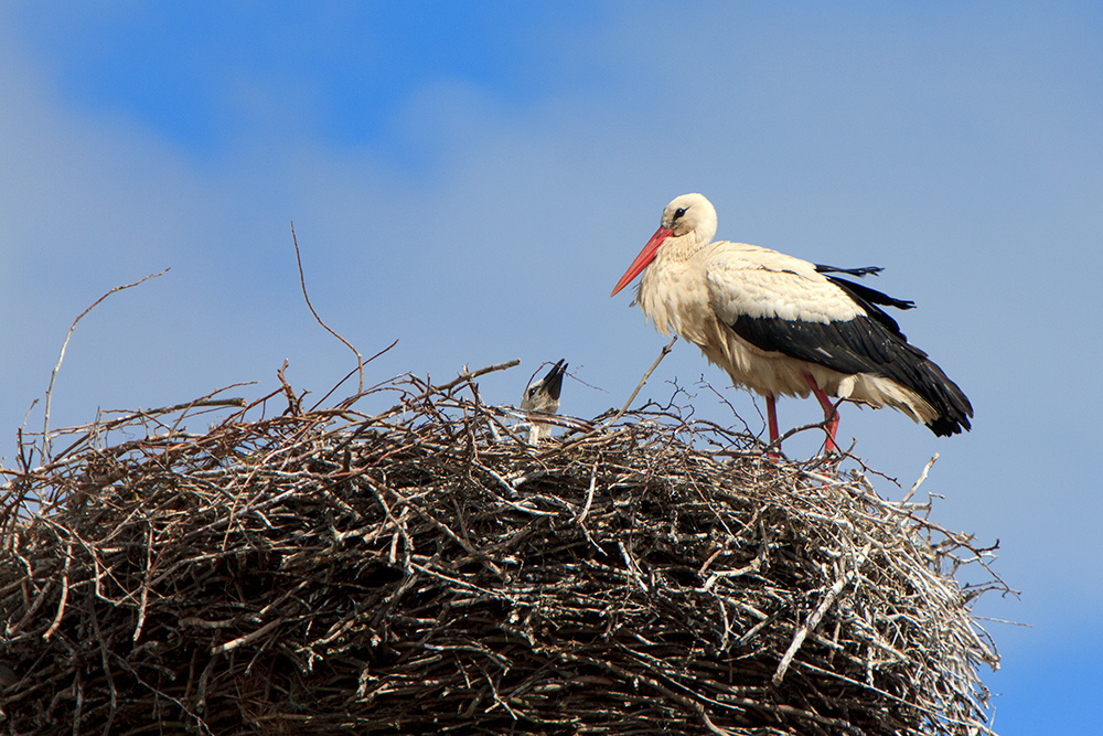 Viel Geduld... Foto & Bild | tiere, wildlife, wild lebende vögel Bilder ...