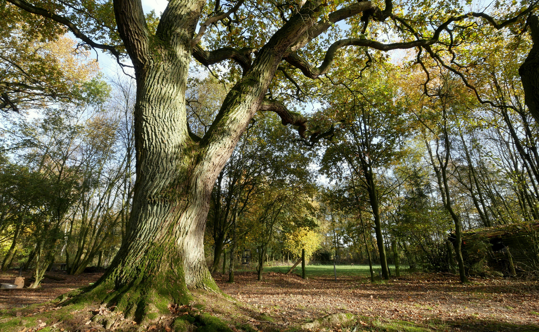 Viel gesehen hat diese alte Eiche. Foto & Bild | world, himmel, natur ...