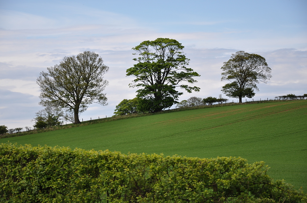 Viel Grünzeug Foto & Bild | europe, united kingdom & ireland, england ...