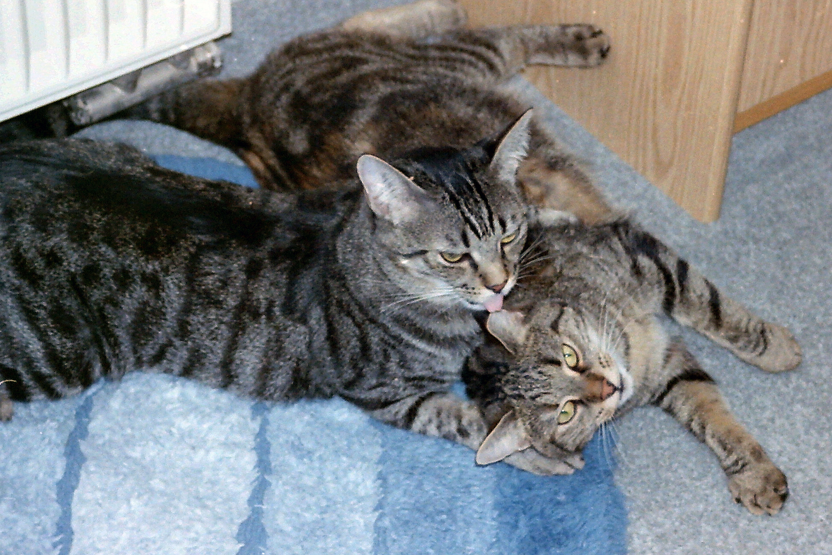 Viel Liebe Foto & Bild | tiere, haustiere, katzen Bilder auf fotocommunity