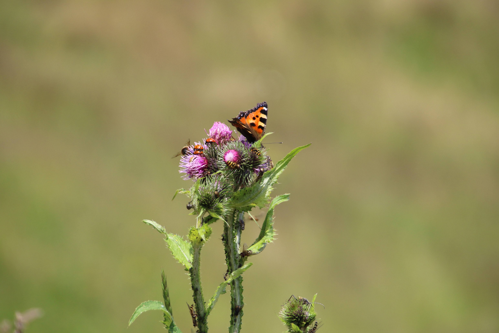 Viel los hier Foto & Bild | tiere, wildlife, schmetterlinge Bilder auf ...