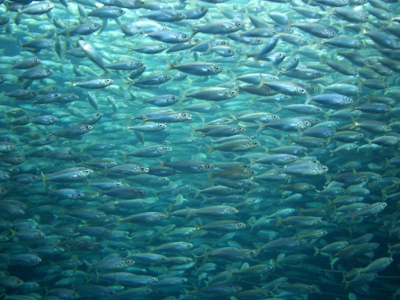 viel mehr Meer Fisch :D Foto & Bild | tiere, zoo, wildpark & falknerei ...