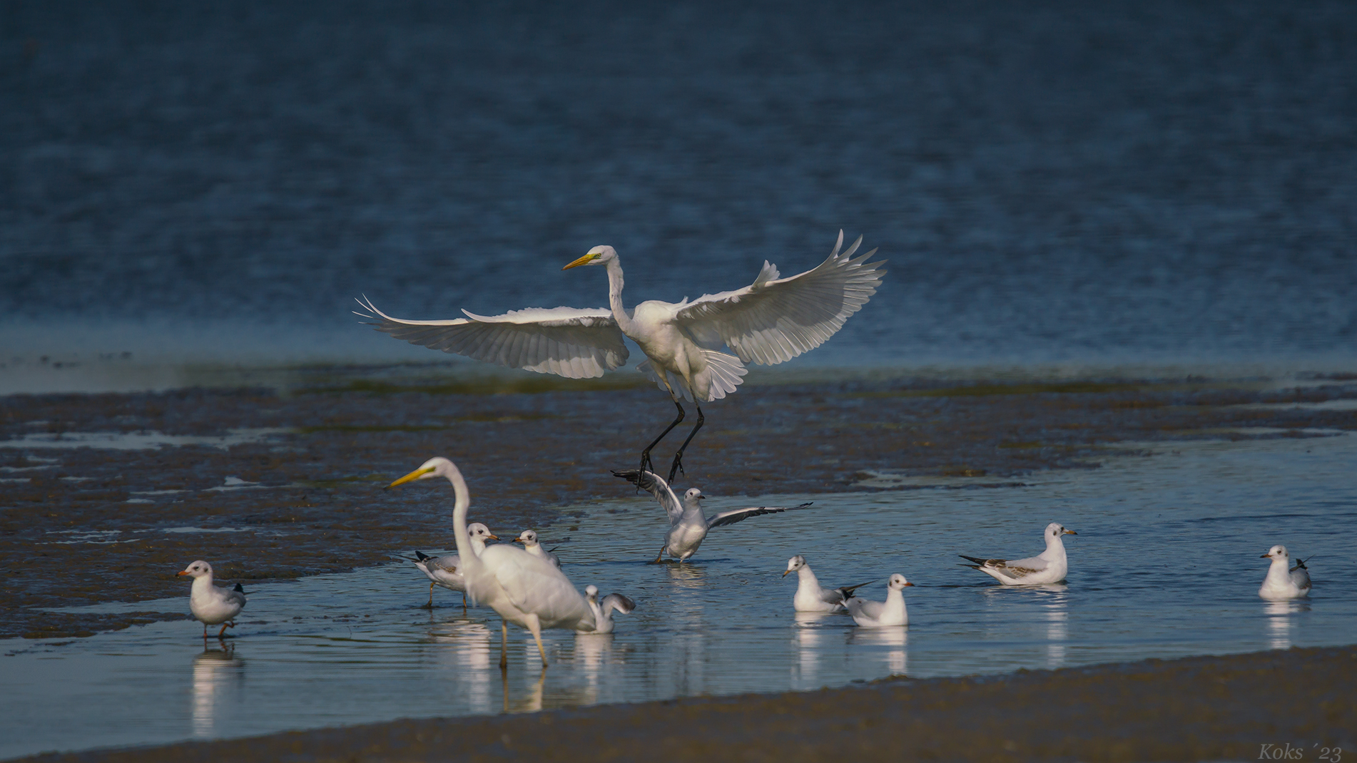 Viel weißes Gefieder Foto & Bild | natur, herbst, see Bilder auf ...