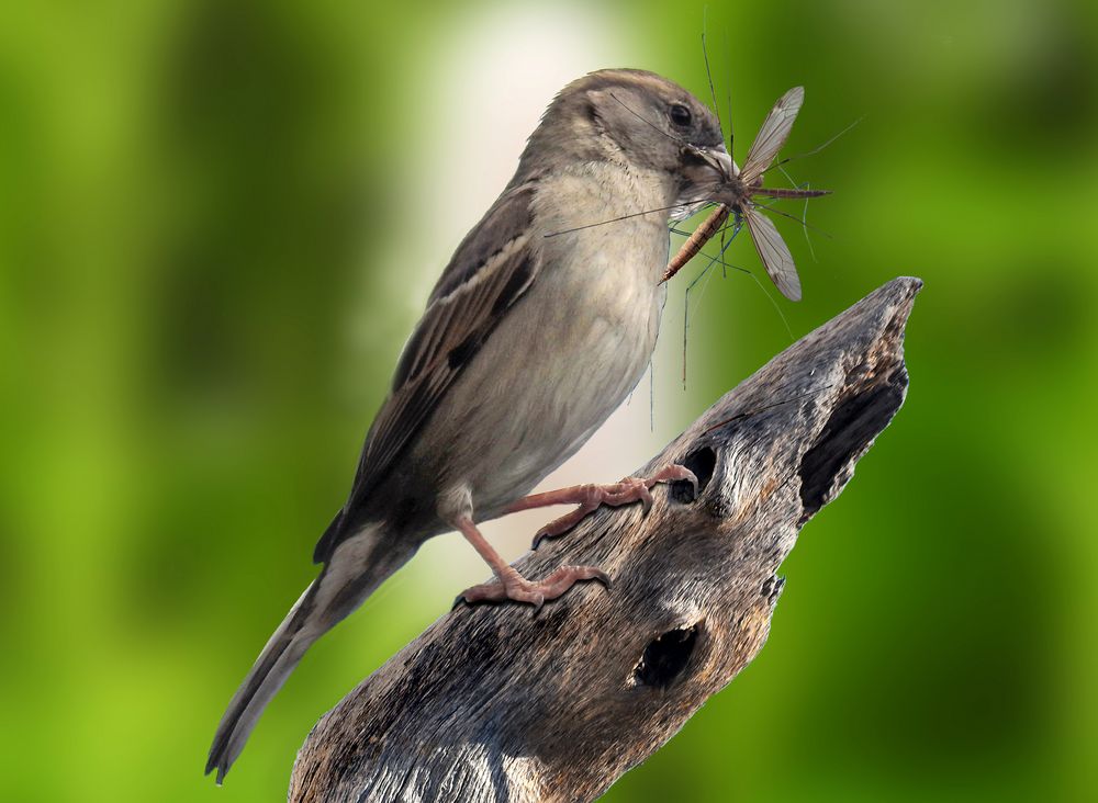 Viel zu füttern . Foto & Bild | fotos, natur, sperling Bilder auf ...