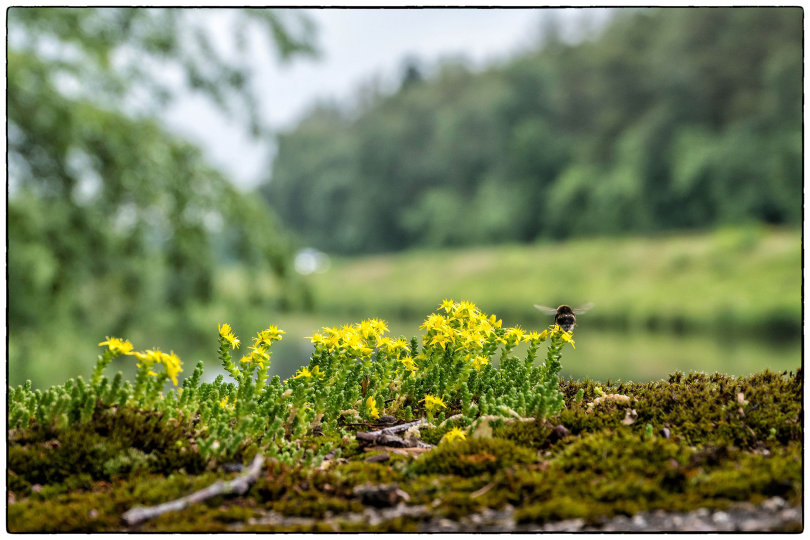 Viel zu warm... Foto & Bild | pflanzen, pilze & flechten, jahreszeiten ...