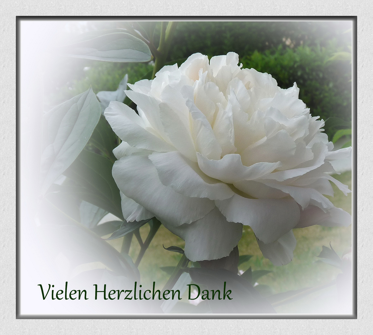 Vielen herzlichen Dank Foto & Bild | spezial, trauer, natur Bilder auf fotocommunity