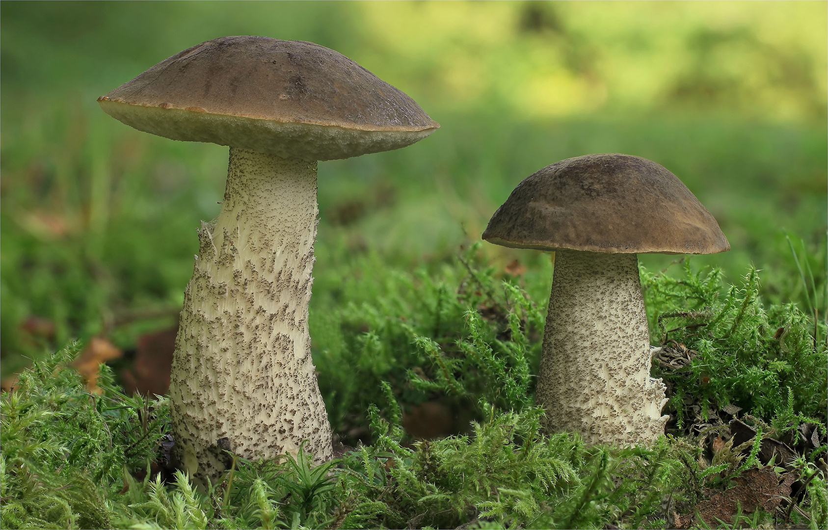 Vielfärbender Birkenpilz, Leccinum variicolor Foto & Bild | pilze, wald ...