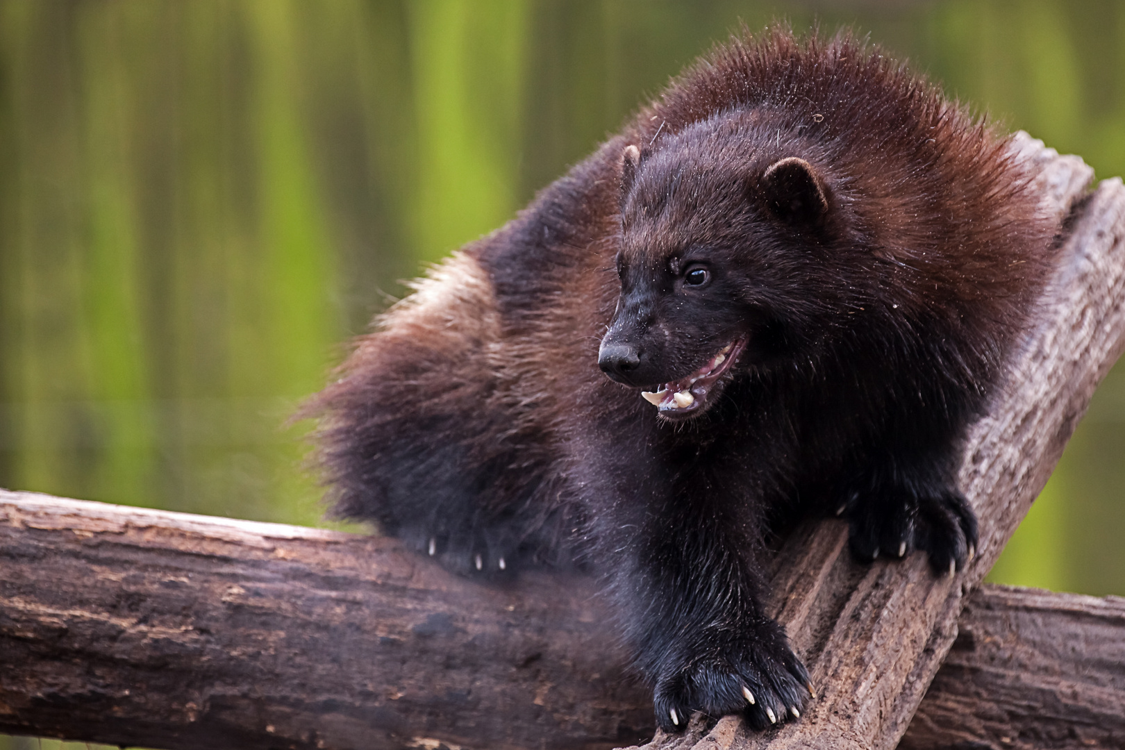 Vielfraß (Gulo gulo) Foto & Bild | tiere, zoo, wildpark & falknerei ...