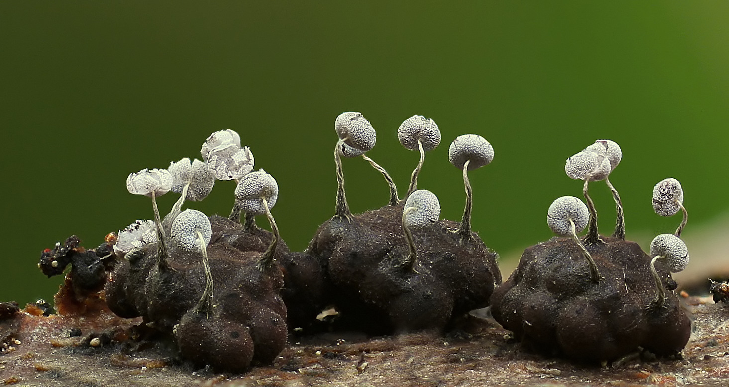 Vielgestaltige Kohlenbeere (Hypoxylon multiforme) Foto & Bild ...