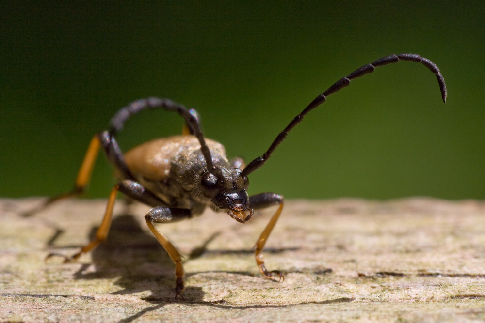 vielleicht ein Holzbock Foto & Bild | tiere, wildlife, insekten Bilder ...