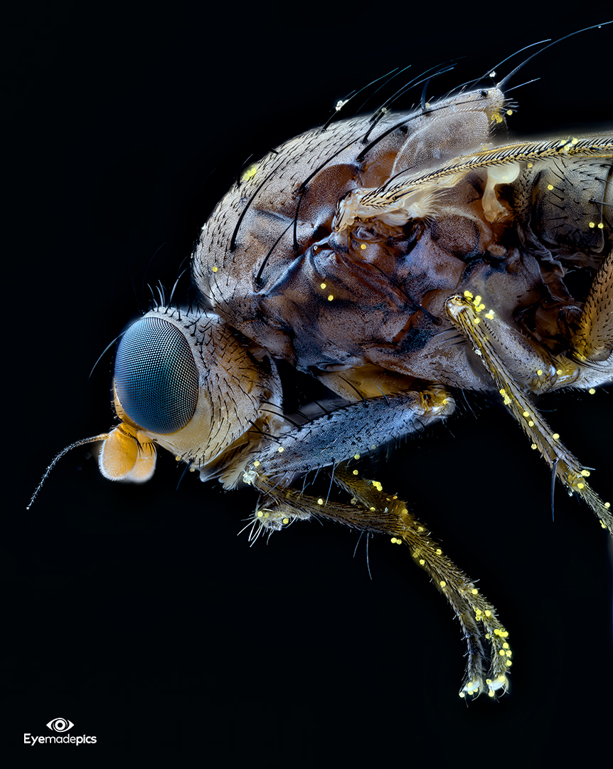 Vielleicht eine Totenfliege (Cynomya mortuorum)? Foto & Bild | spezial ...