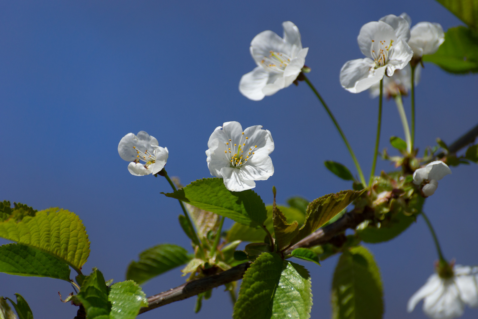 vielleicht Kirsche Foto & Bild | pflanzen, pilze & flechten, landschaft ...
