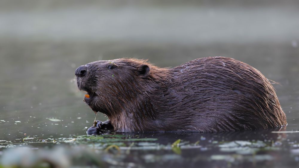 Vielleicht können wir ja bei den Deichen helfen ! Foto & Bild | fotos ...