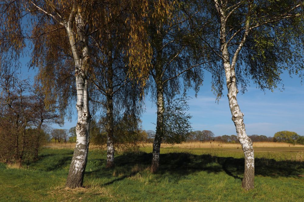 Vier Birken am Wegrand Foto & Bild | landschaften, bäume, grün Bilder ...