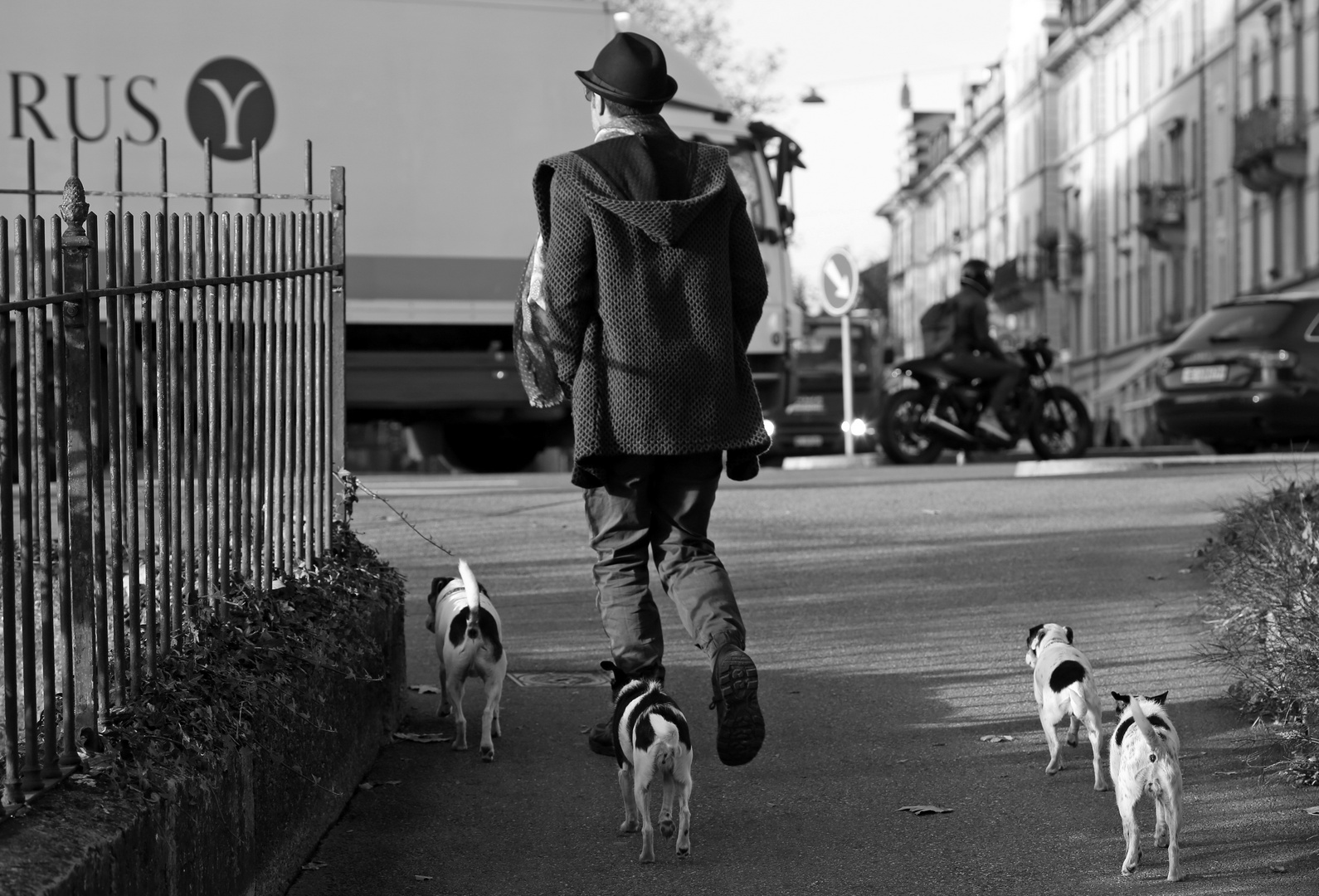 Vier Hunde Foto & Bild | tiere, haustiere, hunde Bilder auf fotocommunity