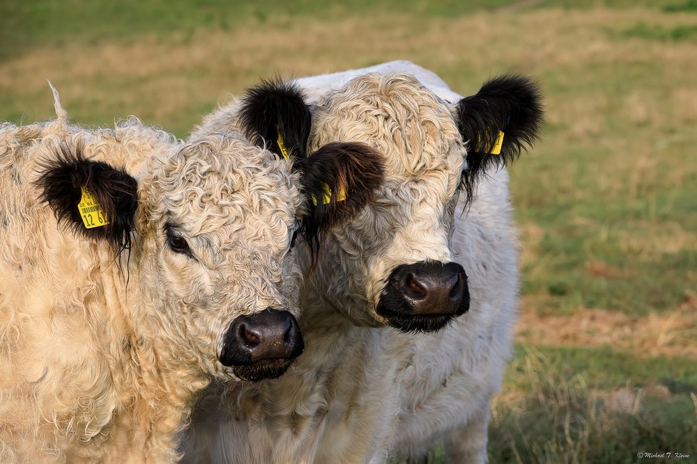 Vier puschelige Ohren Foto & Bild | natur, tiere, landwirtschaft Bilder ...