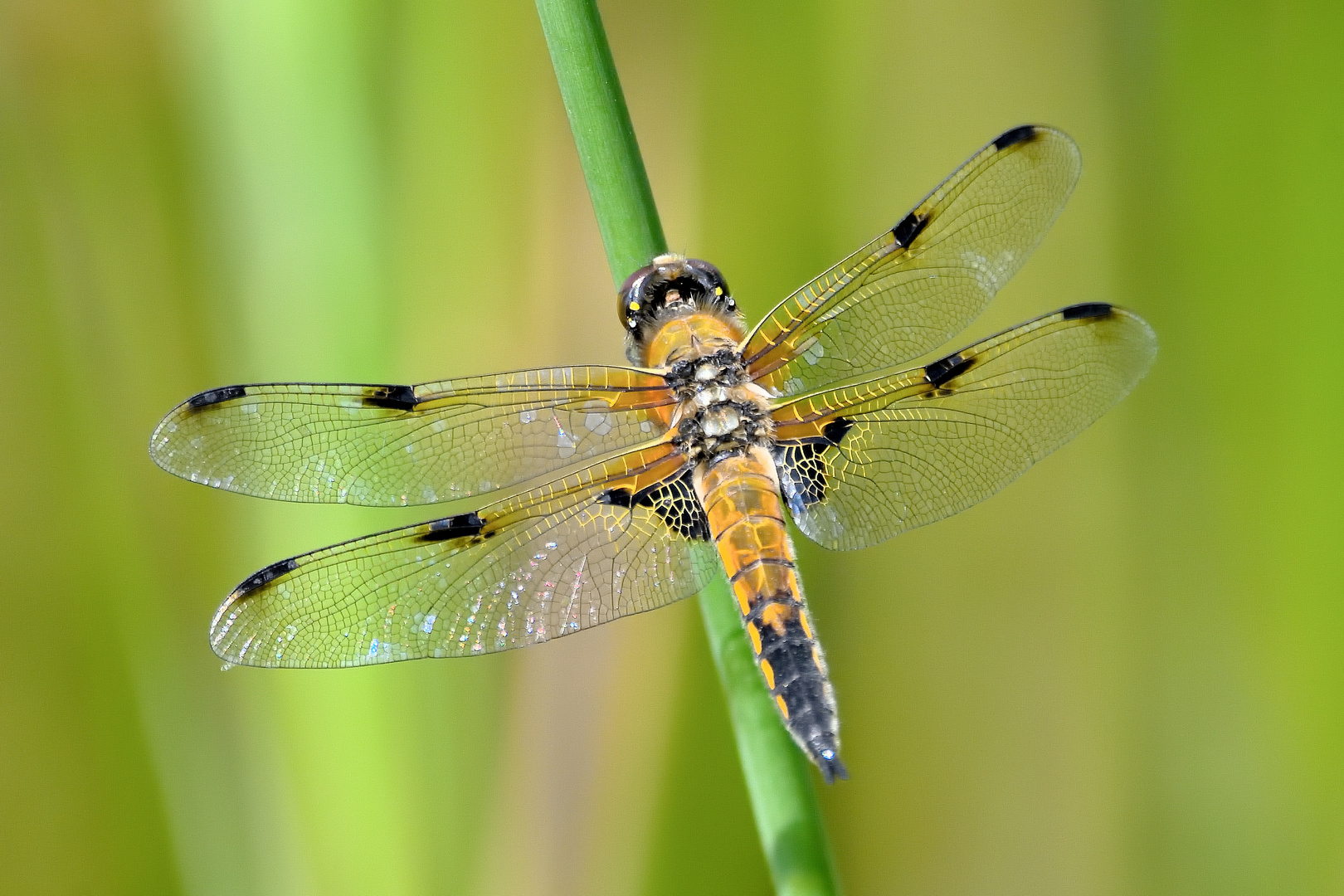 Vierfleck (Libellula quadrimaculata) Foto & Bild | natur, donau, fluss ...