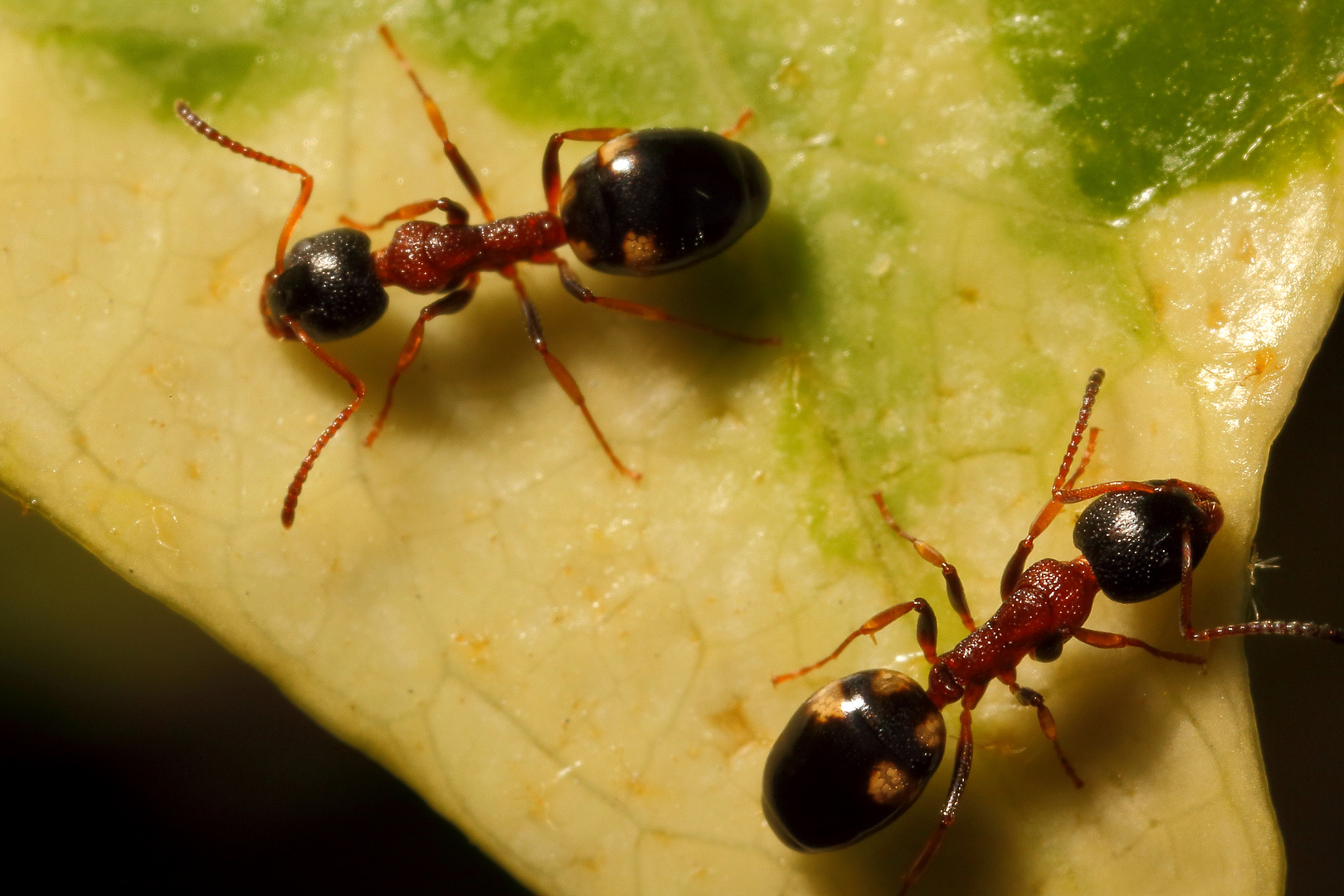 Vierpunktameisen (Dolichoderus quadripunctatus) (I) Foto & Bild | tiere ...