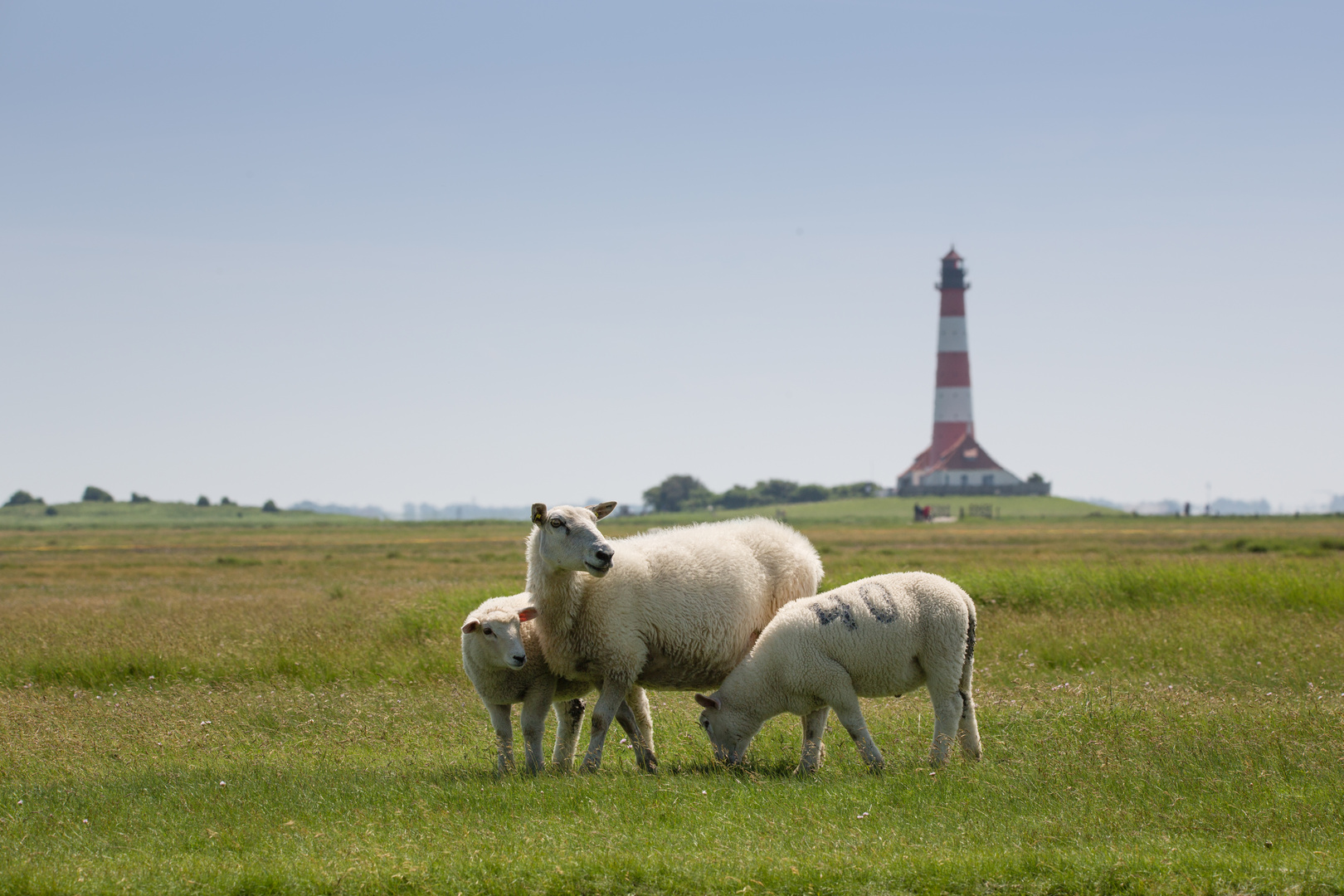 Vierzig Foto & Bild | frühling, schafe, lämmer Bilder auf fotocommunity