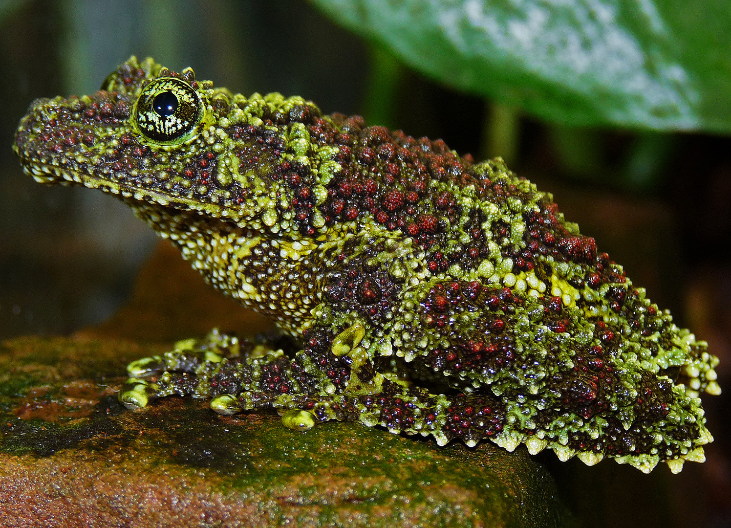 Vietnam Moosfrosch Theloderma corticale Foto & Bild | tiere, zoo ...