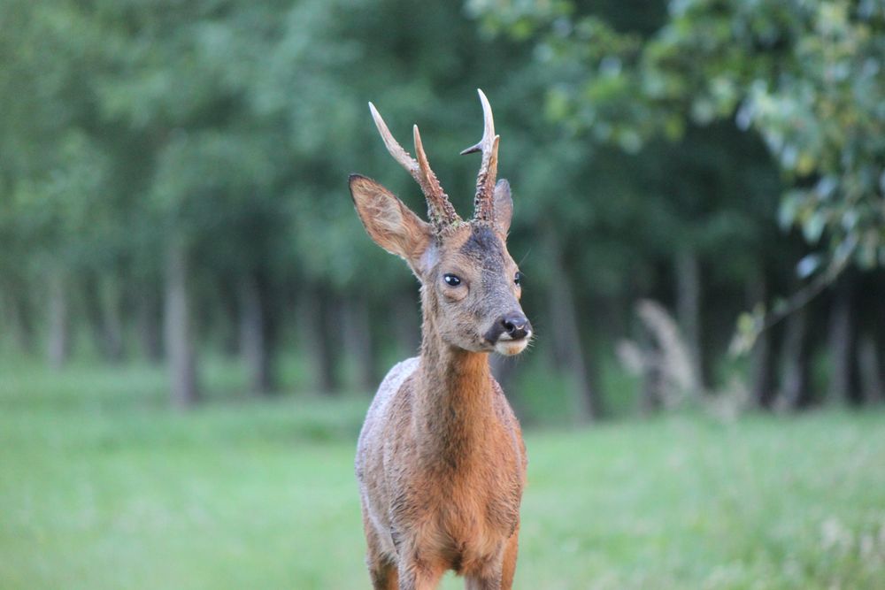 Vieux brocard photo et image | animaux, animaux sauvages, cervidés ...