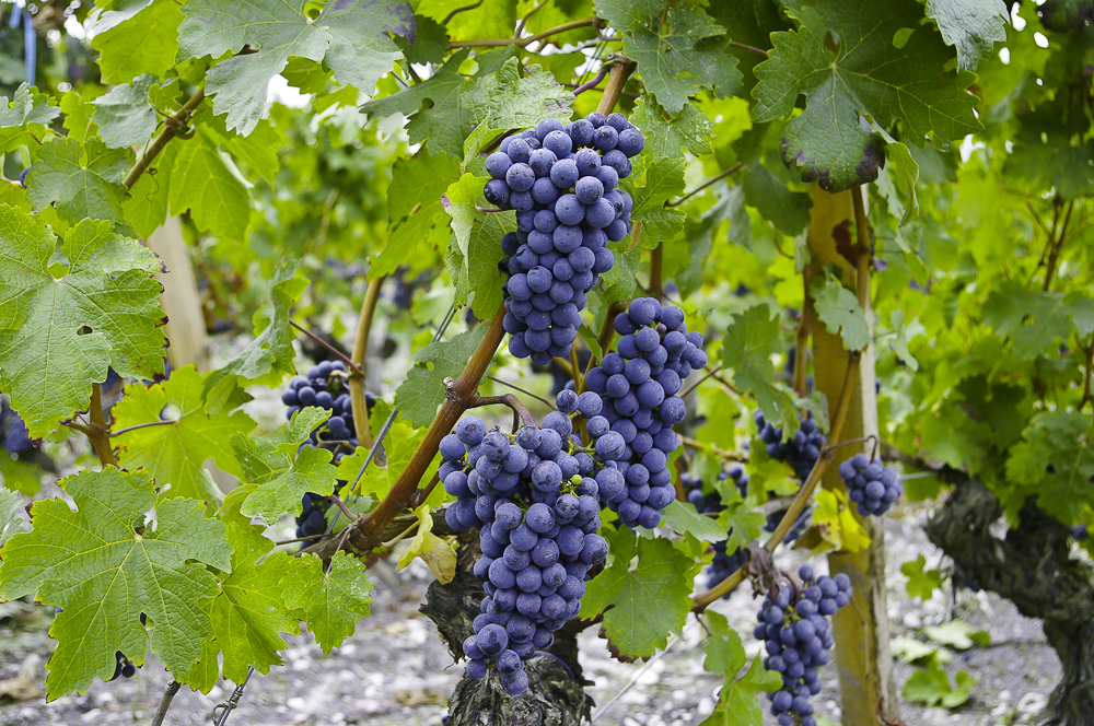 vigne photo et image | paysages, paysages de campagne, thomas Images ...