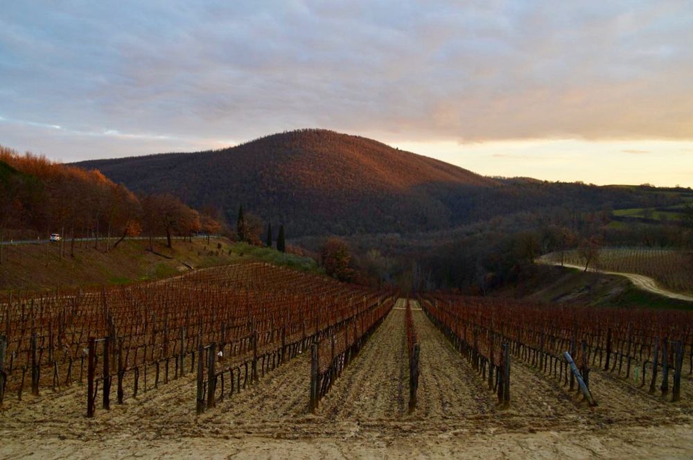 Vigneti Foto % Immagini| fotos, italy, nikon Foto su fotocommunity