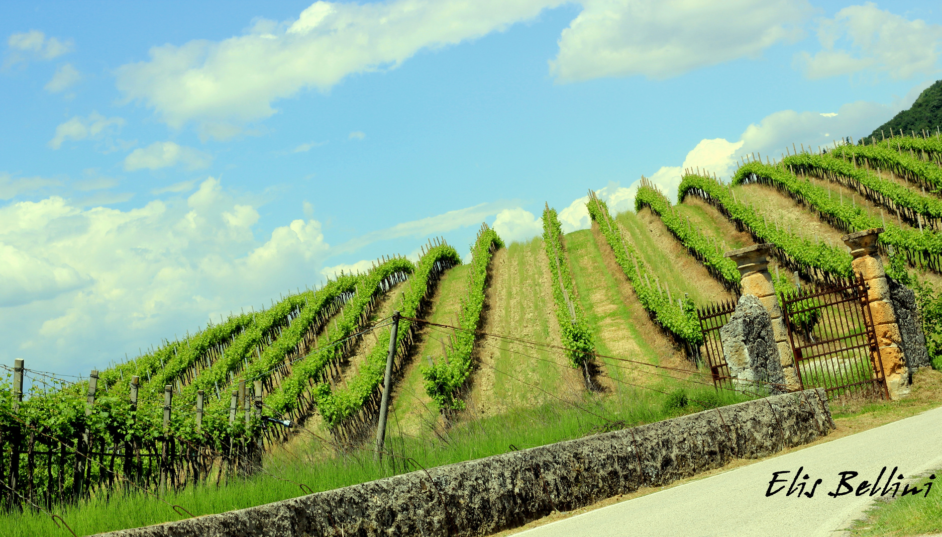 Vigneti Foto % Immagini| paesaggi, campagna, natura Foto su fotocommunity
