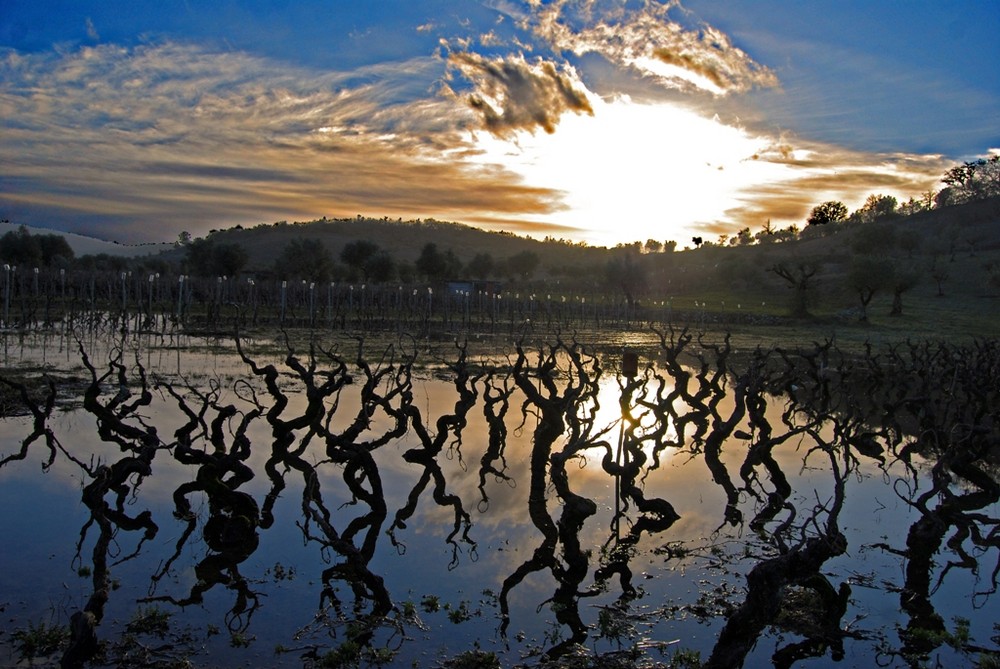 Vinha da Vinha quando vi a Vinha Foto & Bild | landscape, sunrise ...