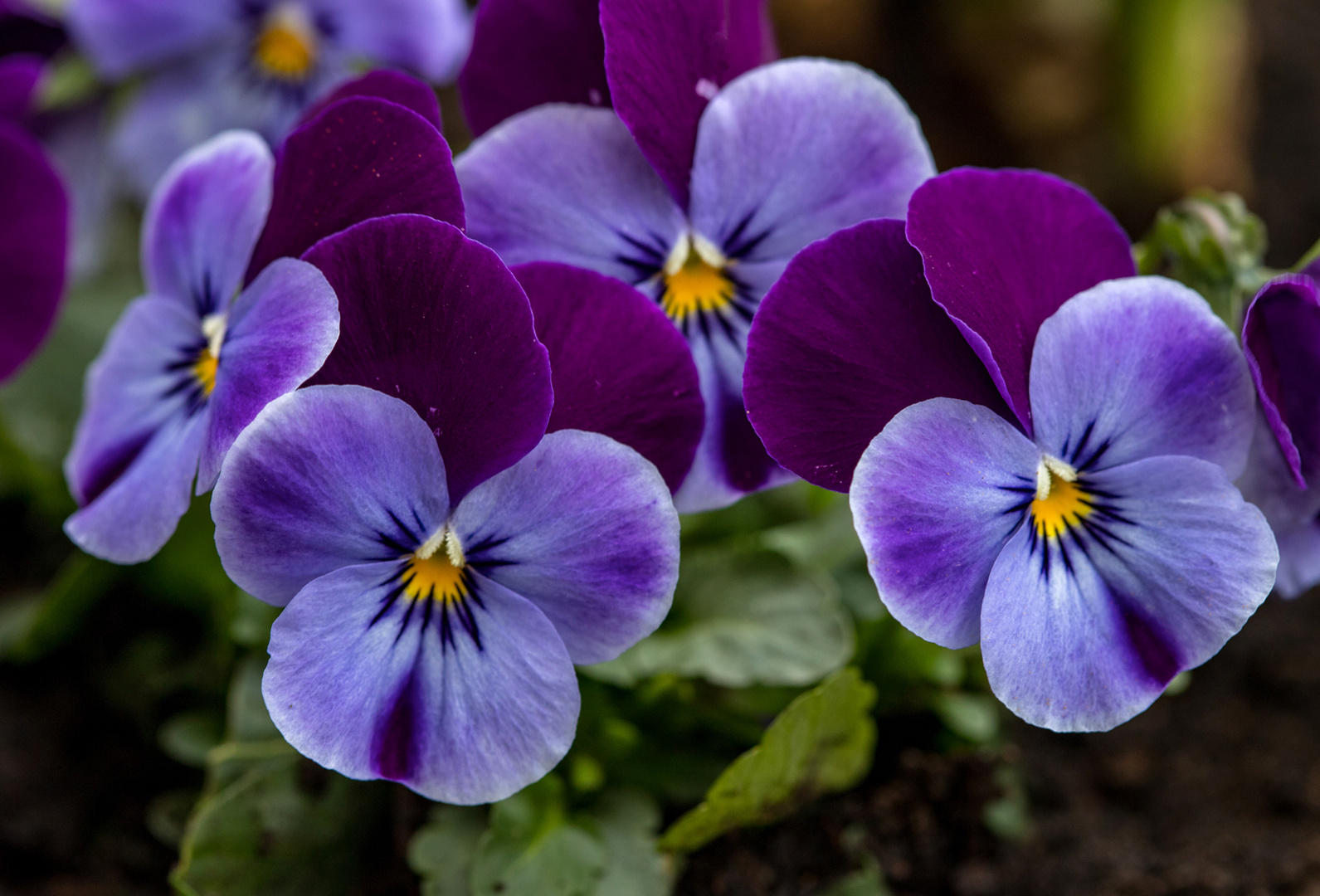 Viola Foto & Bild | pflanzen, pilze & flechten, blüten- & kleinpflanzen ...